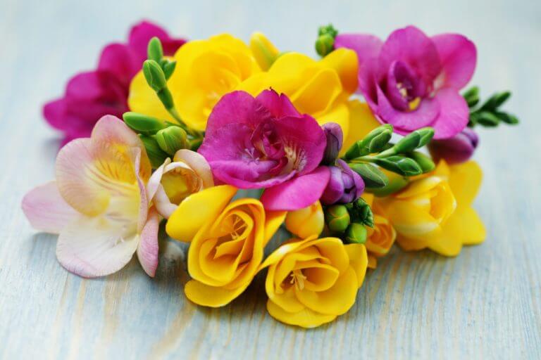 La fleur de freesia : caractéristiques, symbolique et entretien - Kokomo