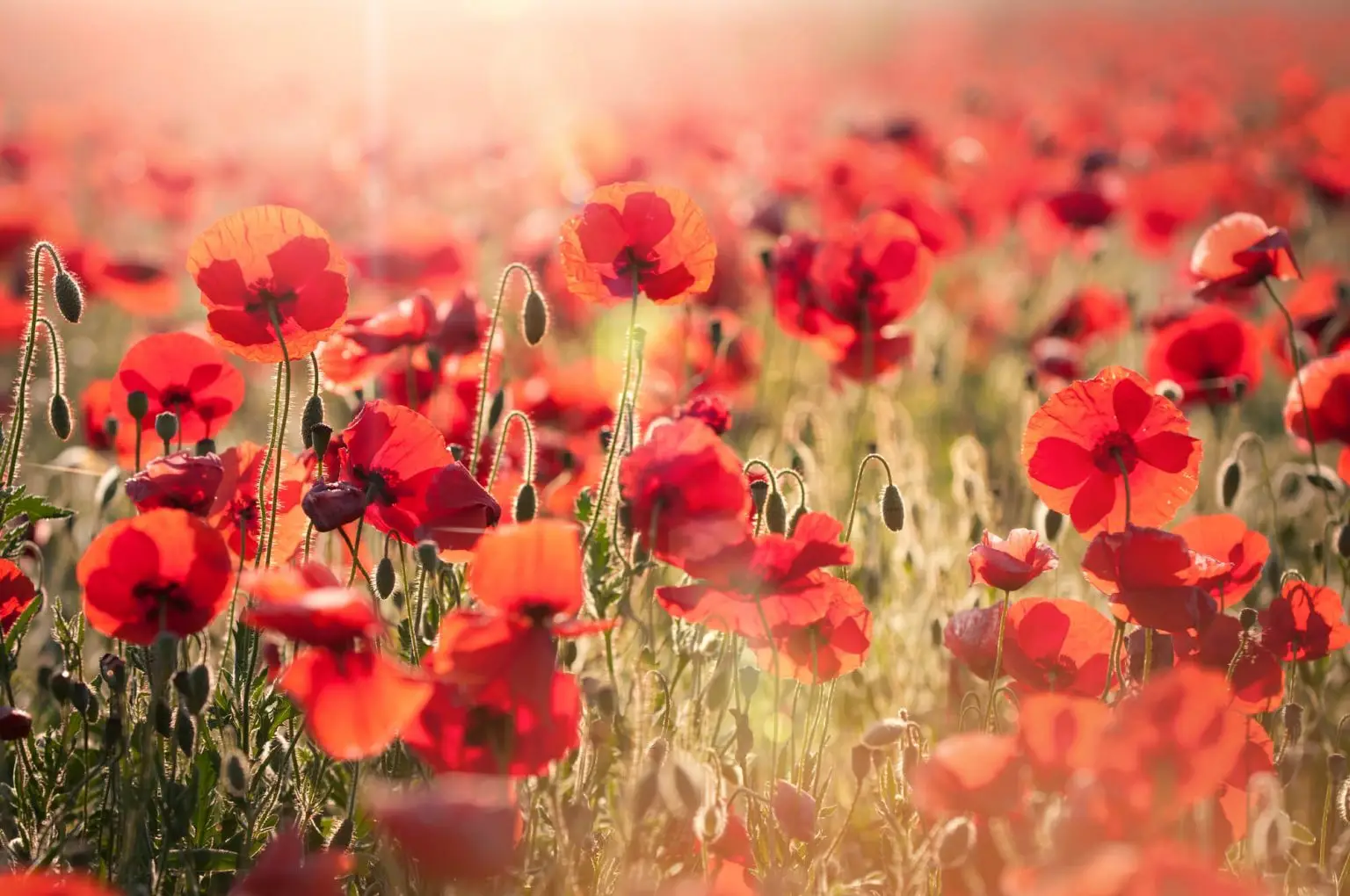 Signification du coquelicot dans le langage des fleurs - Kokomo